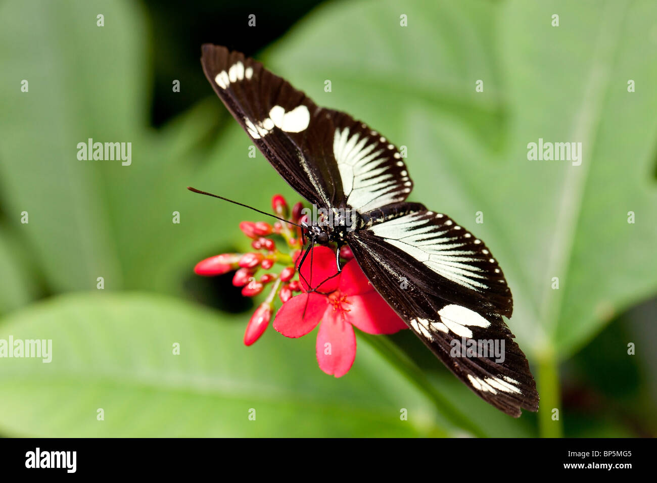 Small Postman Flower Butterfly Crimson-Patched Longwing (Heliconius ...