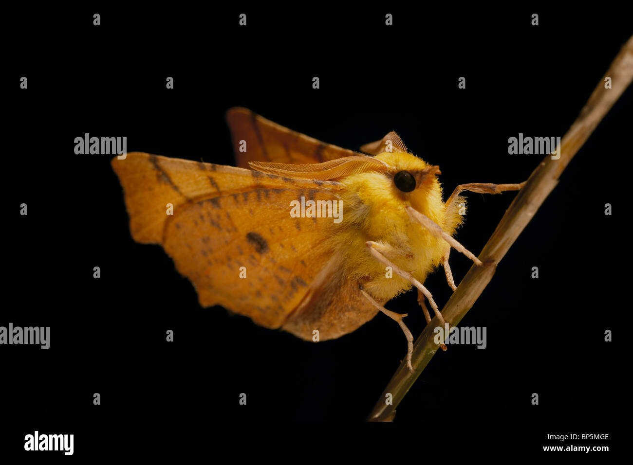 Canary Shouldered Thorn, Ennomos alniaria moth, Crowle Moor nature ...