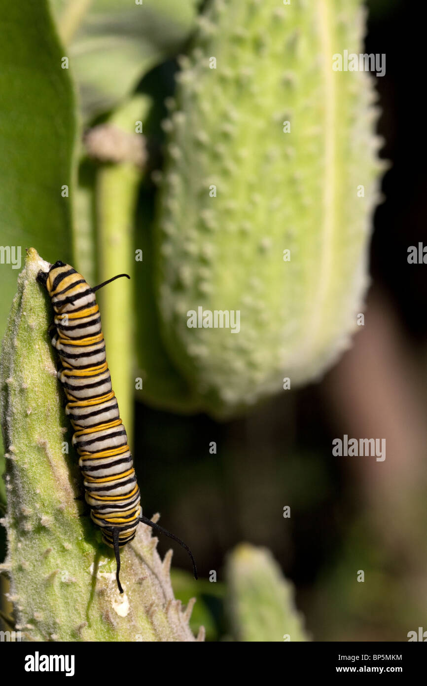 Butterfly caterpillar exoskeleton hi-res stock photography and images ...