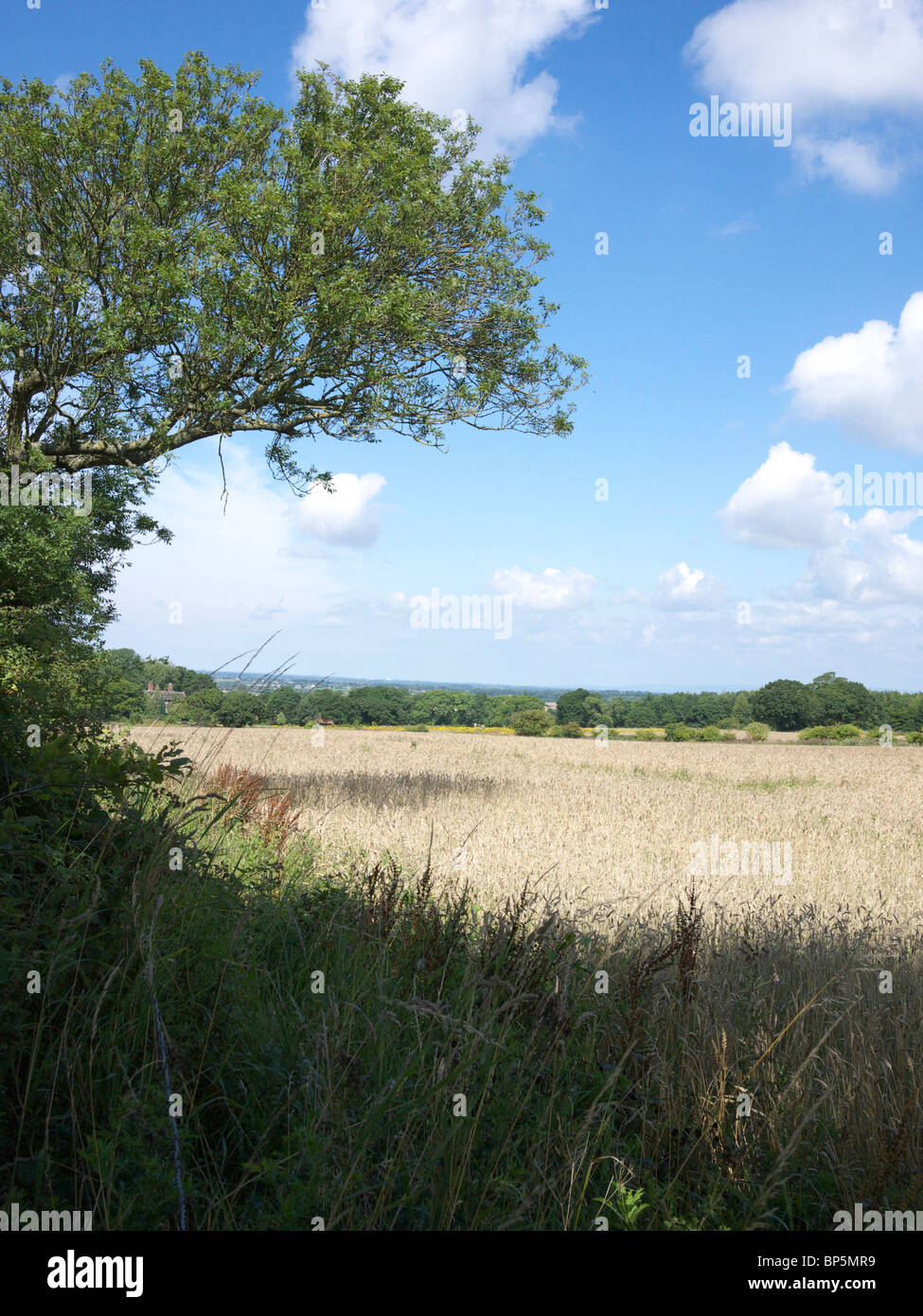 Wheat field, West Lancashire, England, UK Stock Photo - Alamy
