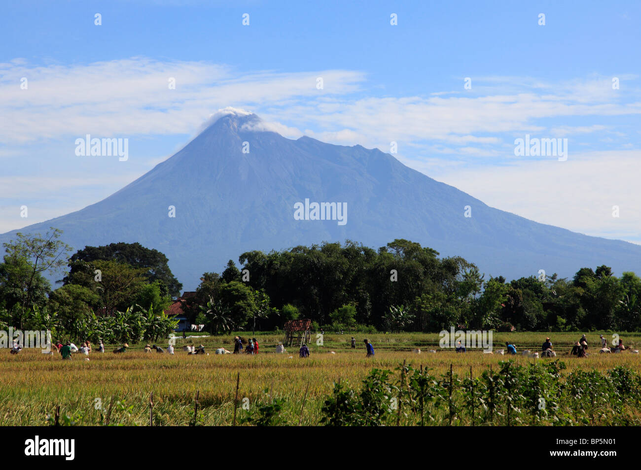 Working in rice field hi-res stock photography and images - Alamy