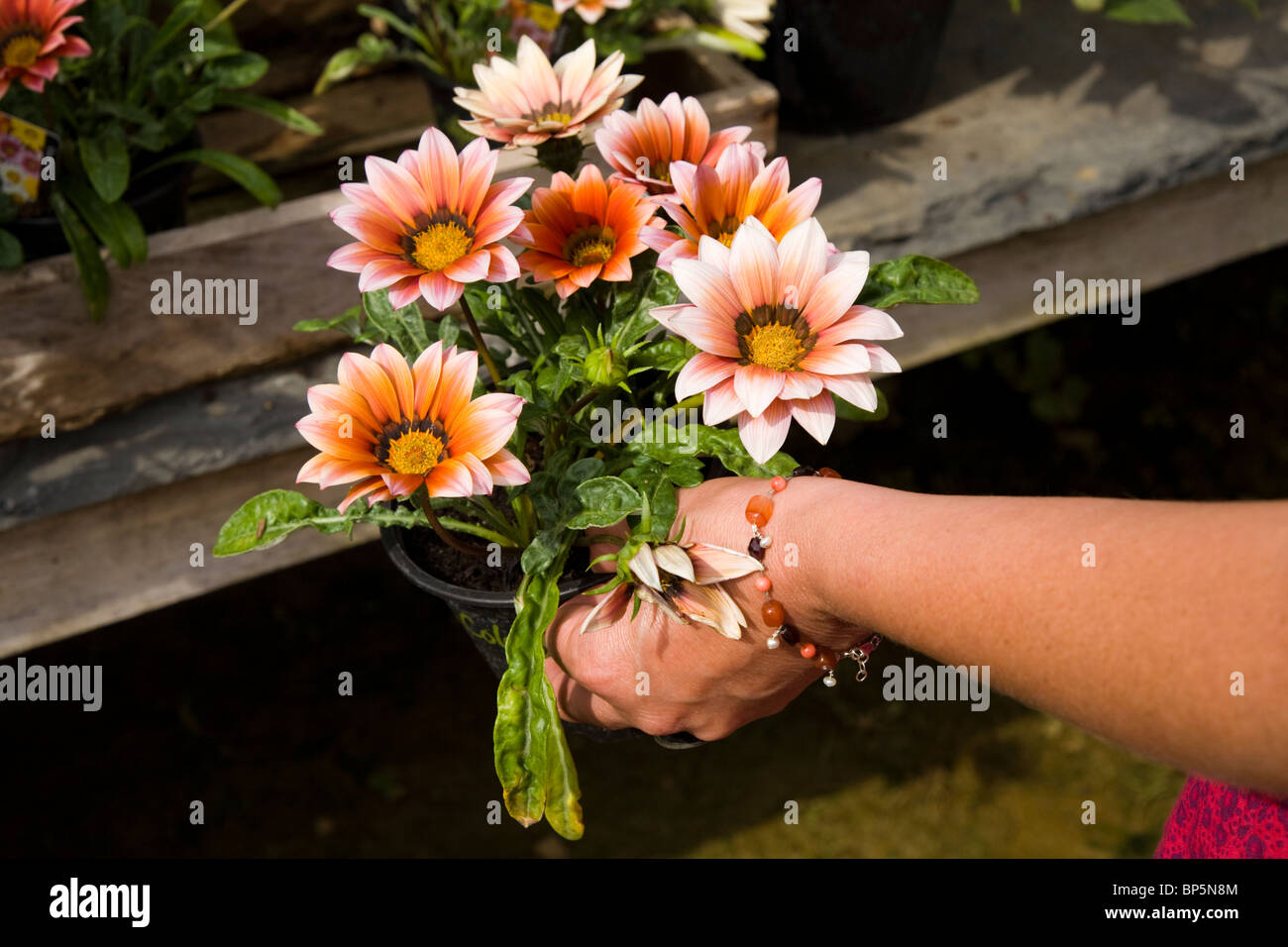 Gazania in pot hi-res stock photography and images - Alamy