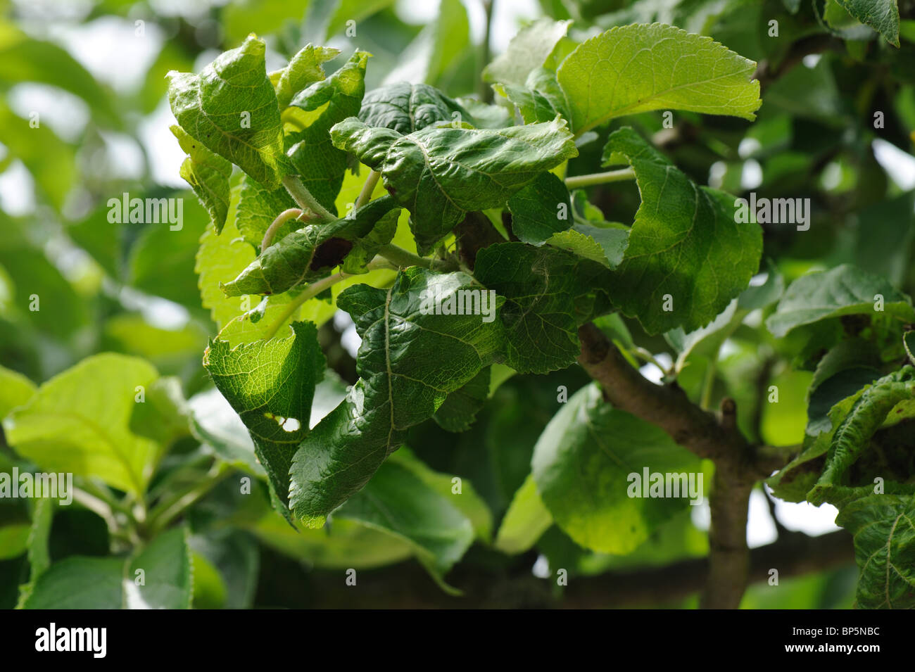 Insect damage leaves hi-res stock photography and images - Alamy