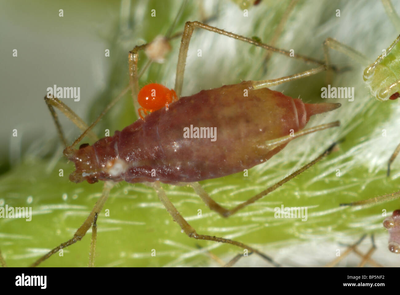 Immature red velvet mite (Eutrombidium rostratus) attacking a rose ...