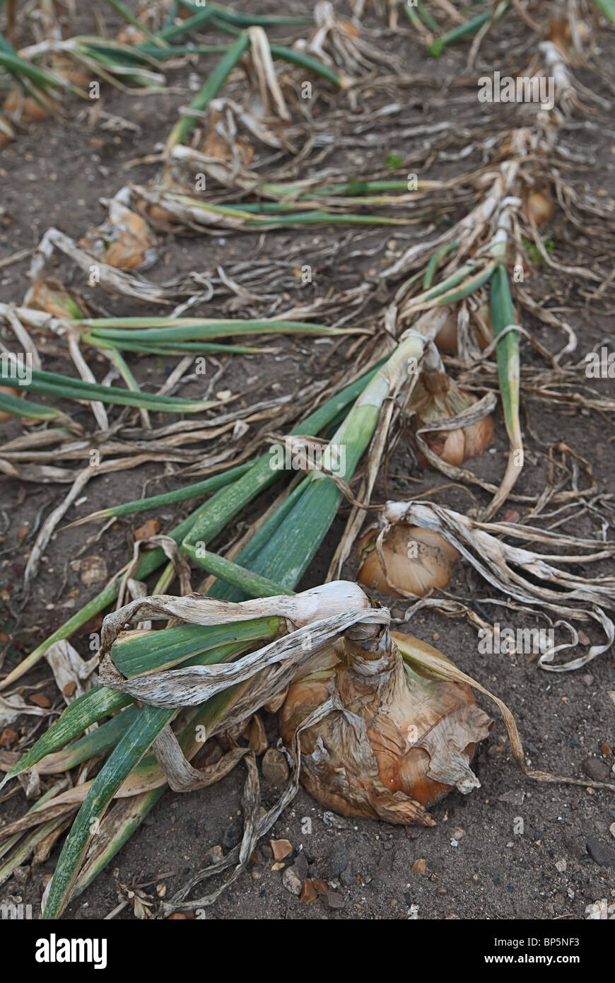 Onions- Allium spp Stock Photo - Alamy