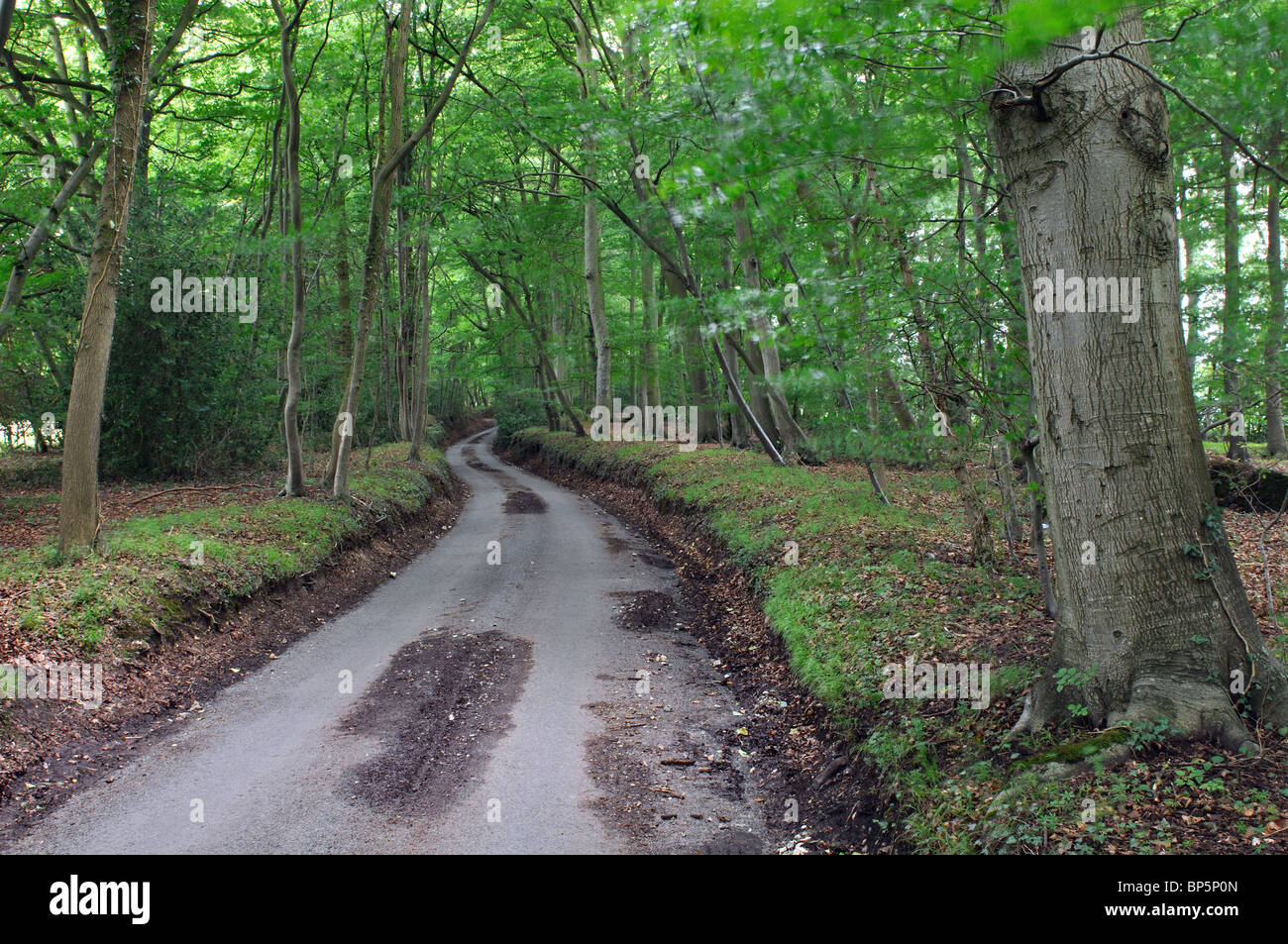 Narrow tree lined road hi-res stock photography and images - Alamy