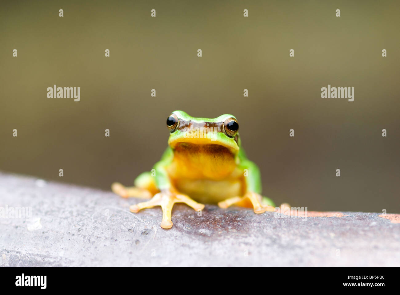 Tree frog (Hyla chinensis) on Chinese pottery Stock Photo - Alamy