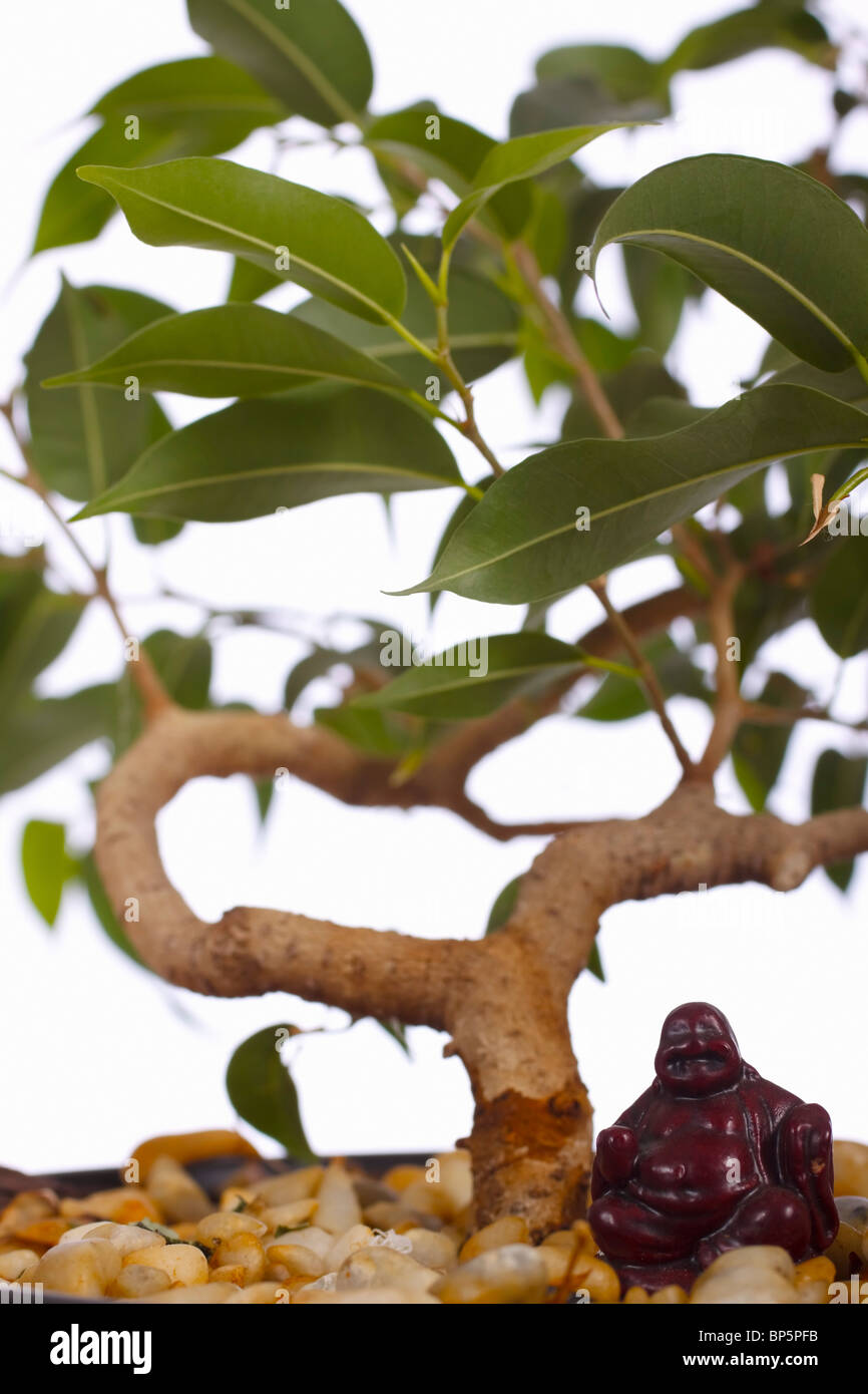 Ficus bonsai hi-res stock photography and images - Alamy