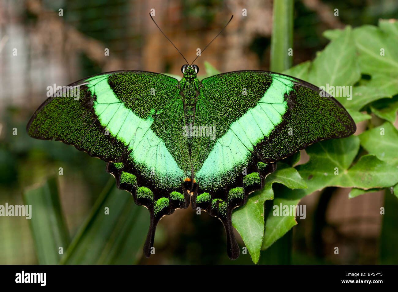 Banded Swallowtail High Resolution Stock Photography and Images - Alamy