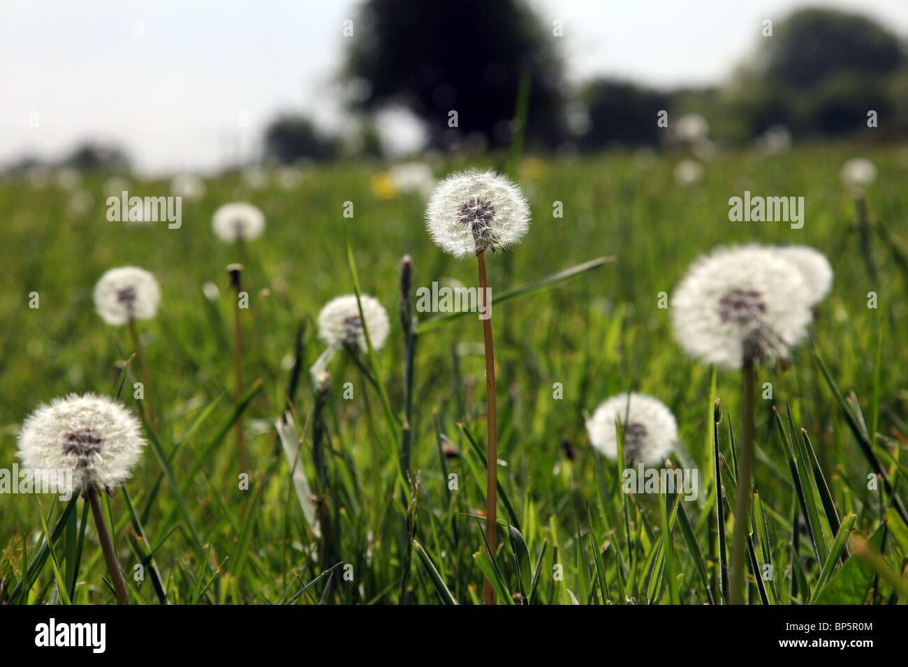 Meadow full of dandelions about to go to seed Stock Photo - Alamy