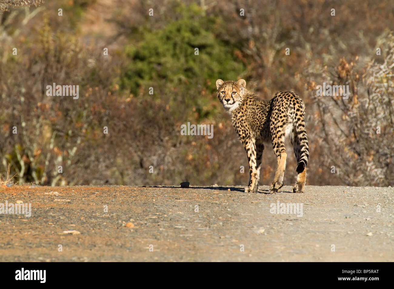young Cheetah cub walking away, turning back to look at the camera ...