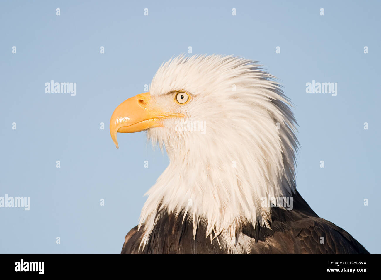 Bald eagle profile view hi-res stock photography and images - Alamy