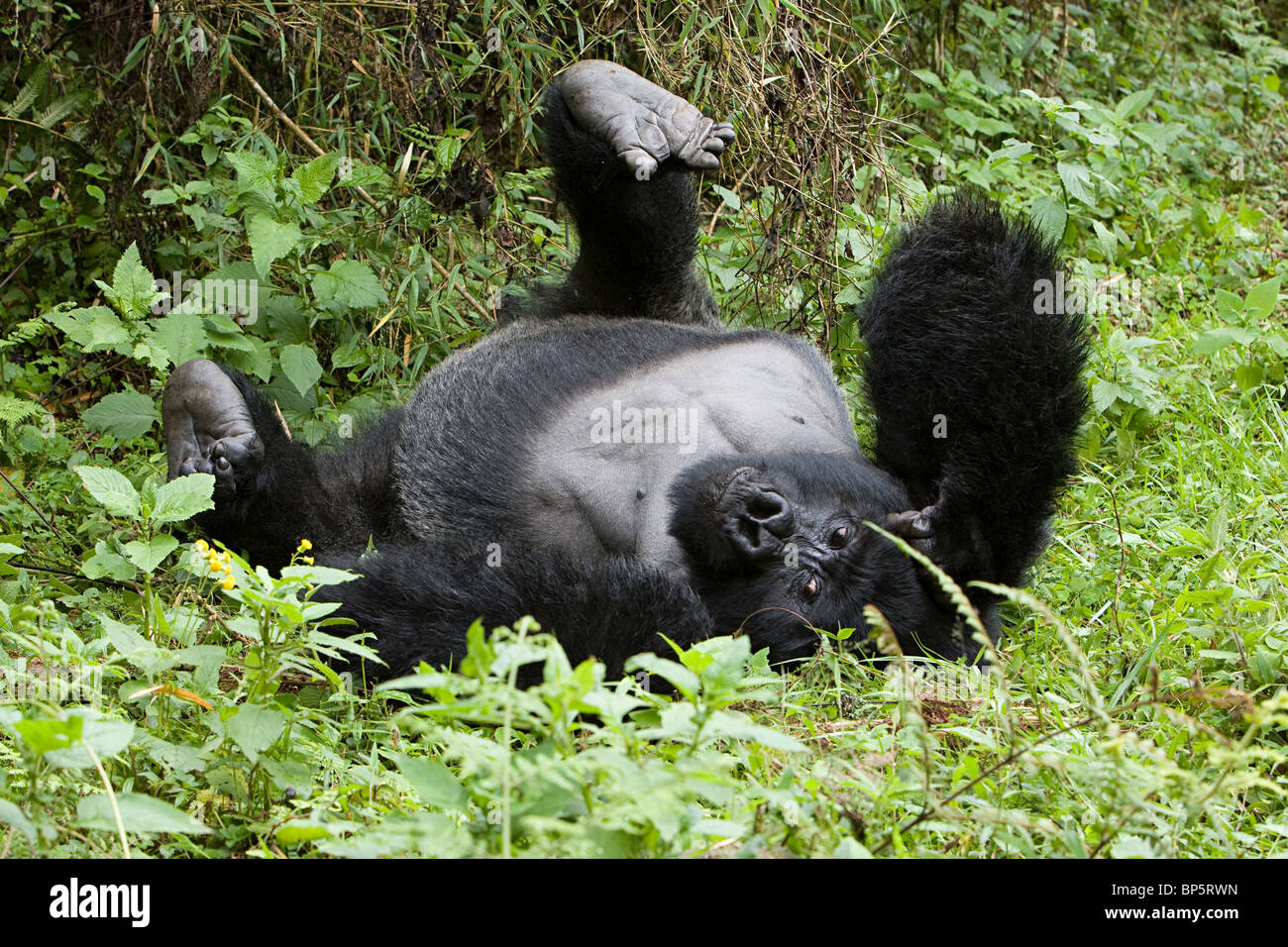 Mountain gorilla lying on back Stock Photo - Alamy