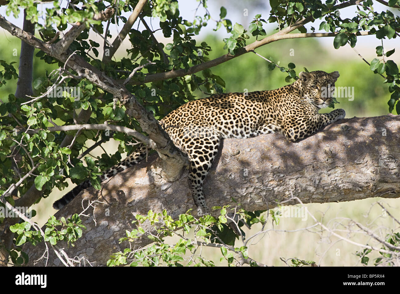 Leopard in shade of tree Stock Photo - Alamy