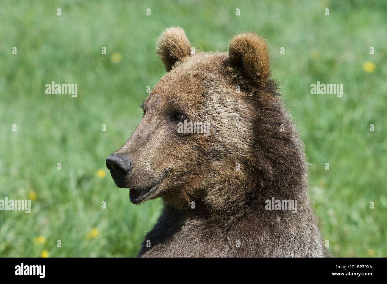 Side view of grizzly bear hi-res stock photography and images - Alamy