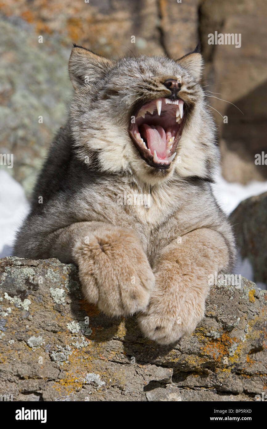 Lynx animal growling hi-res stock photography and images - Alamy