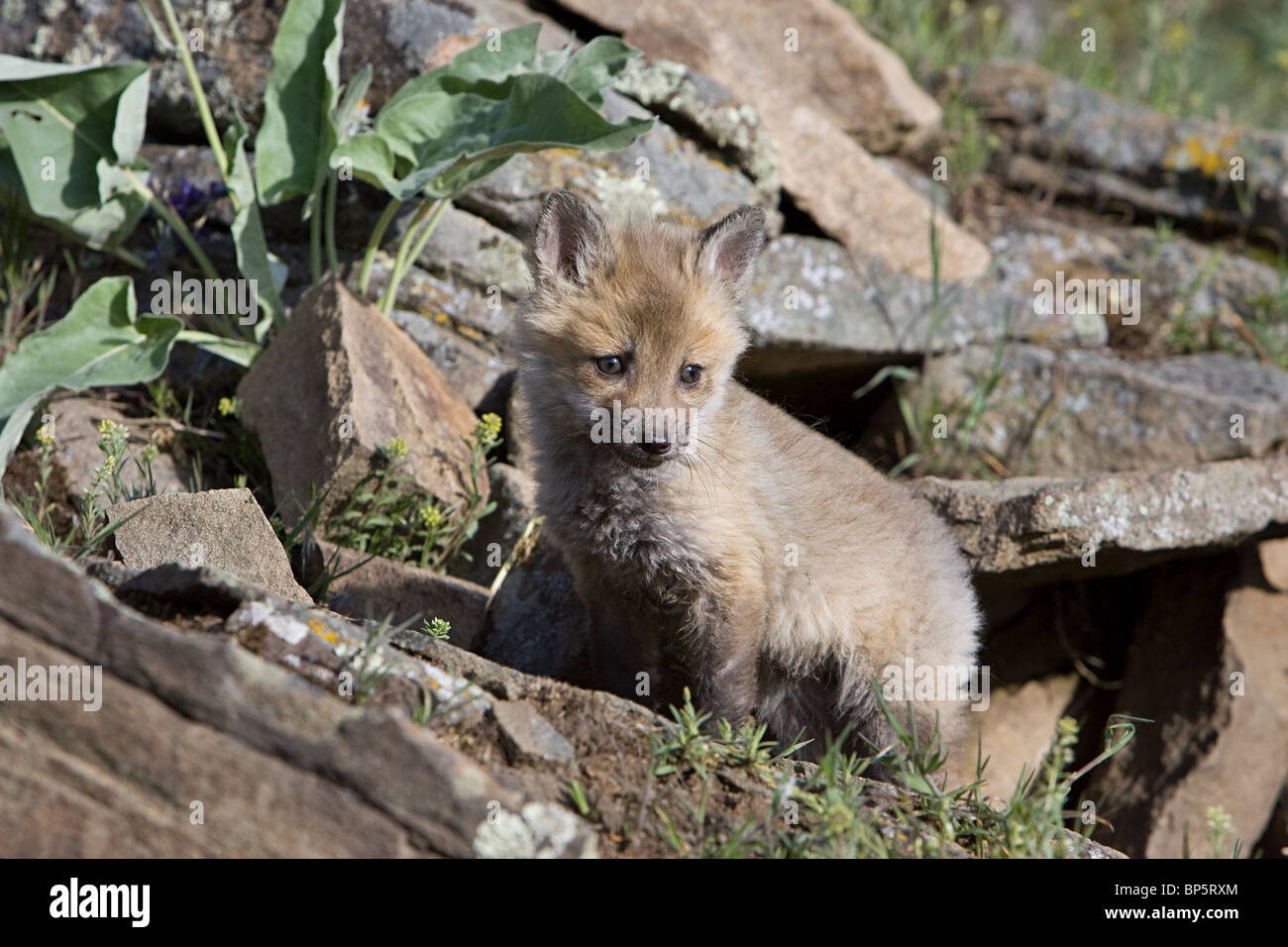 Red fox kit Stock Photo - Alamy