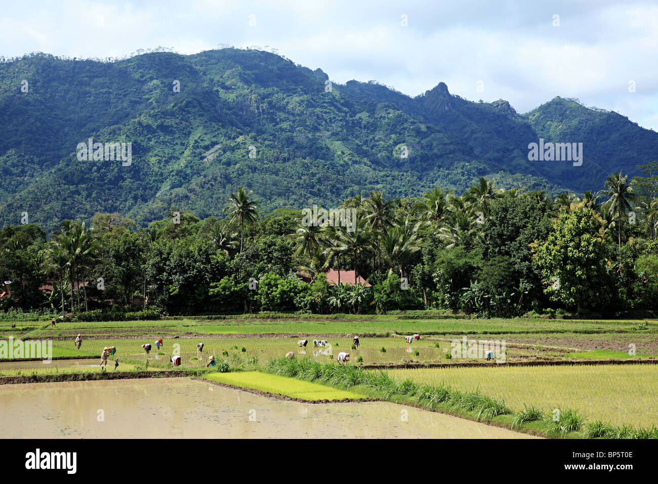 Workers rice field near borobudur hi-res stock photography and images ...