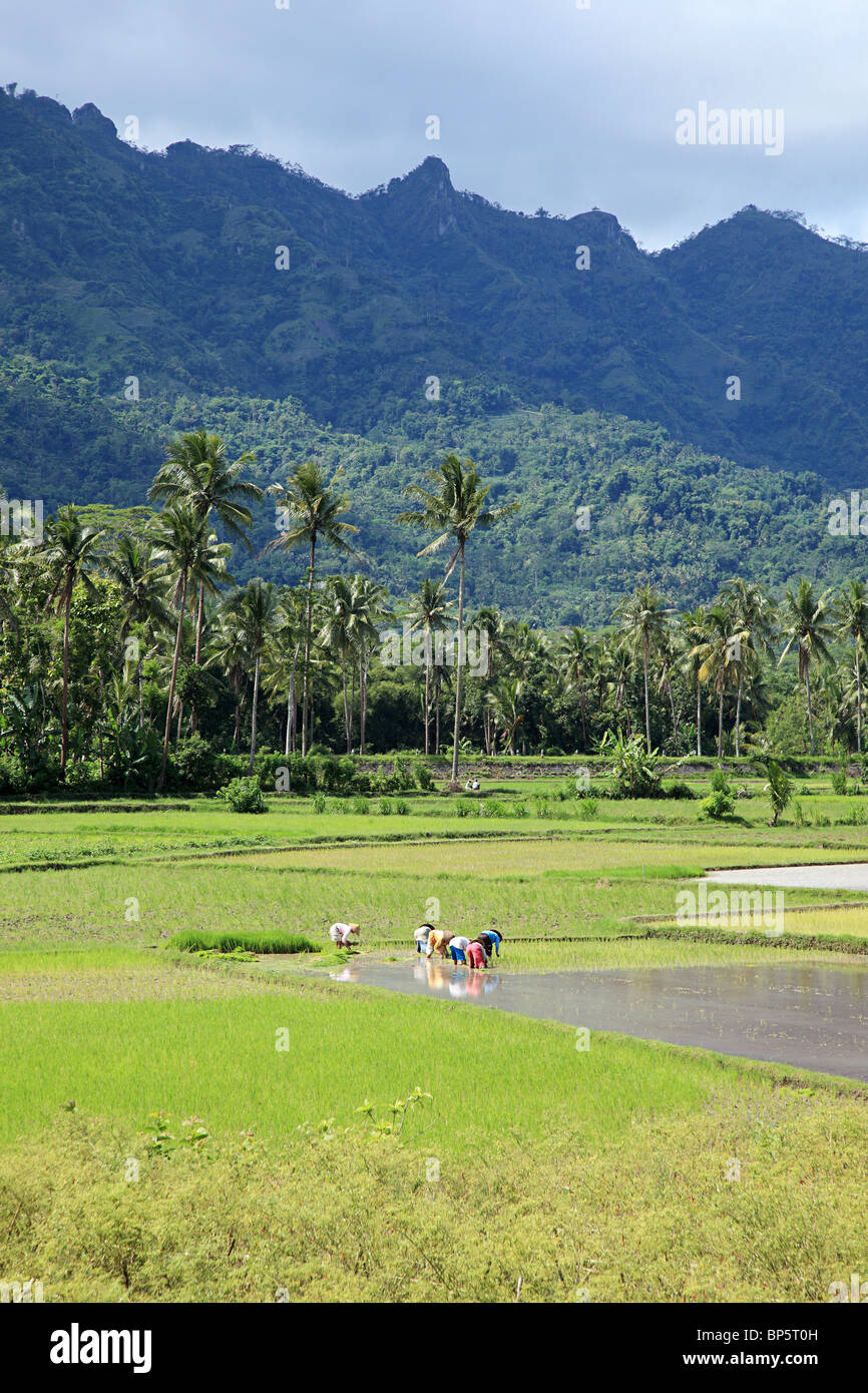 Workers in rice field near borobudur, java Stock Photo - Alamy