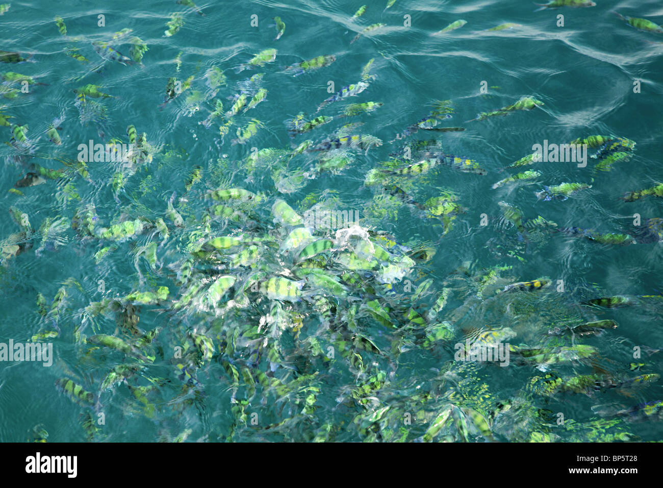 Ergeant major fish hi-res stock photography and images - Alamy