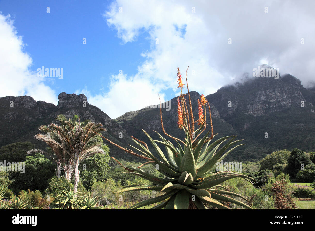 Agave plant and table mountain, cape town, south africa Stock Photo - Alamy