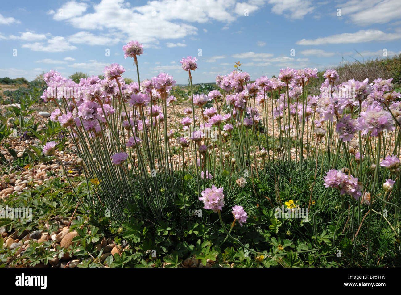 Pink flowers of thrift plants (Armeria maritima) growing in shingle on ...