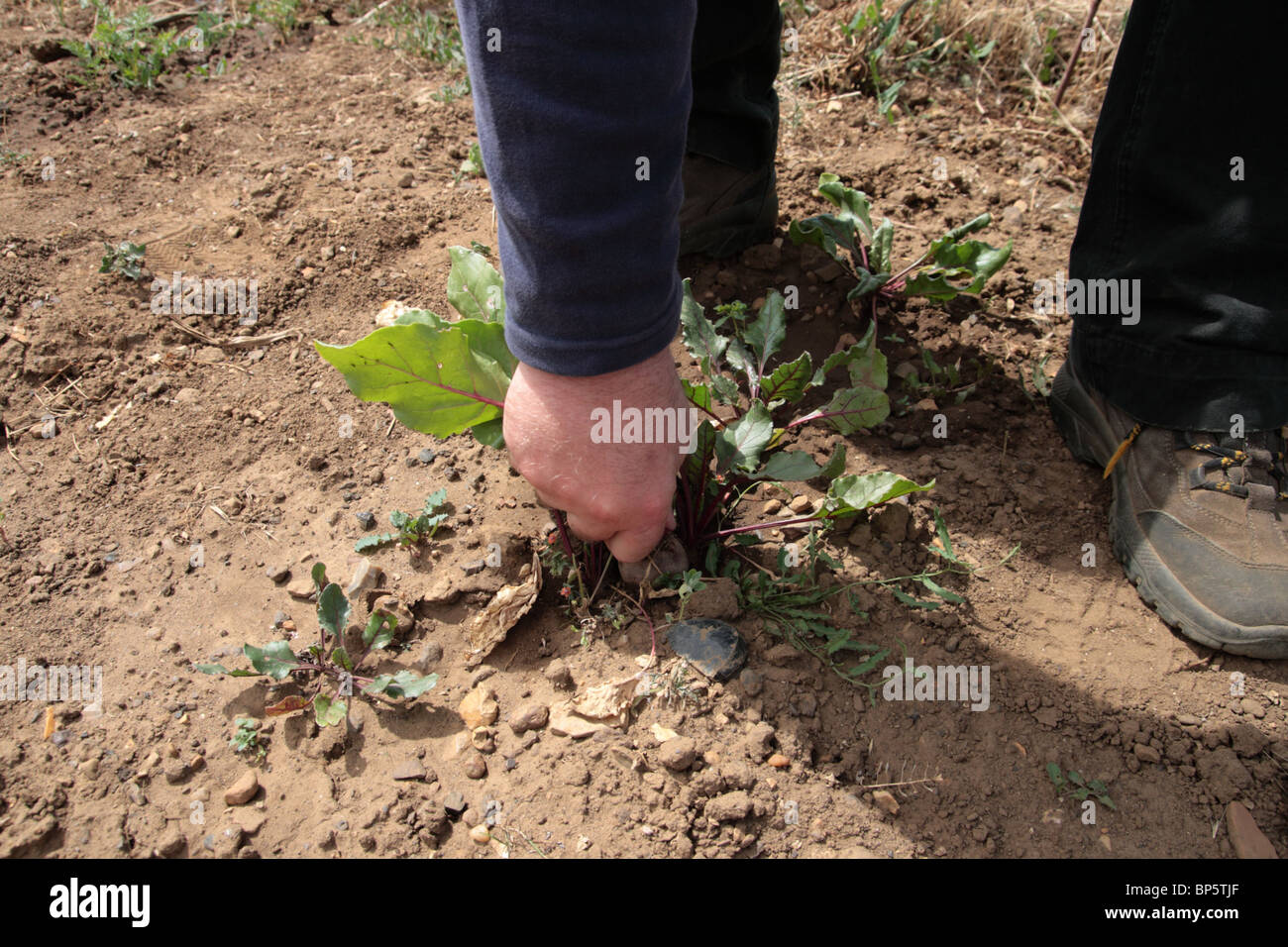 Pulling out the root hi-res stock photography and images - Alamy