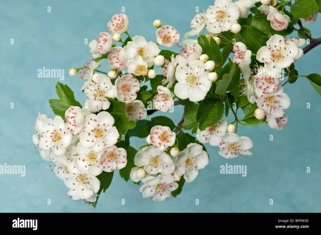 Hawthorn (Crataegus sp.), flowering twig, studio picture Stock Photo ...