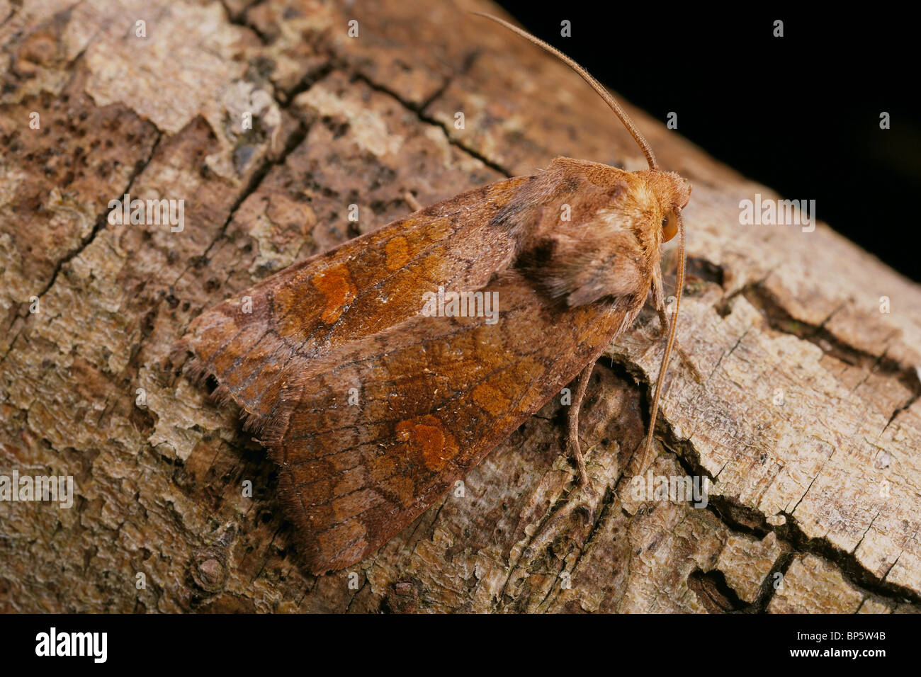 Ear moth hi-res stock photography and images - Alamy