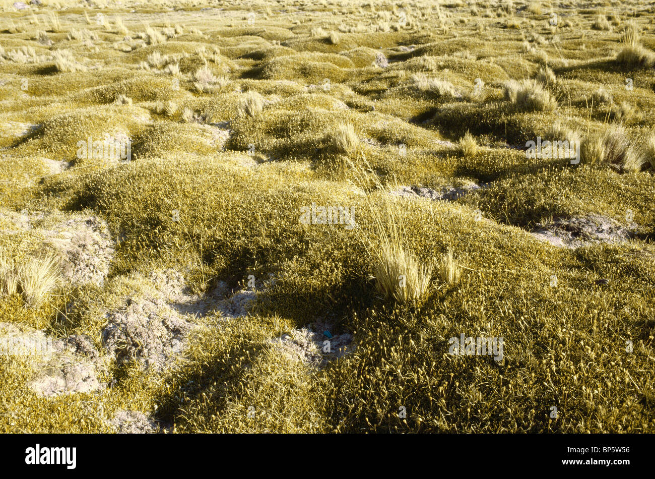 Puna Grass in the high Andes Stock Photo - Alamy