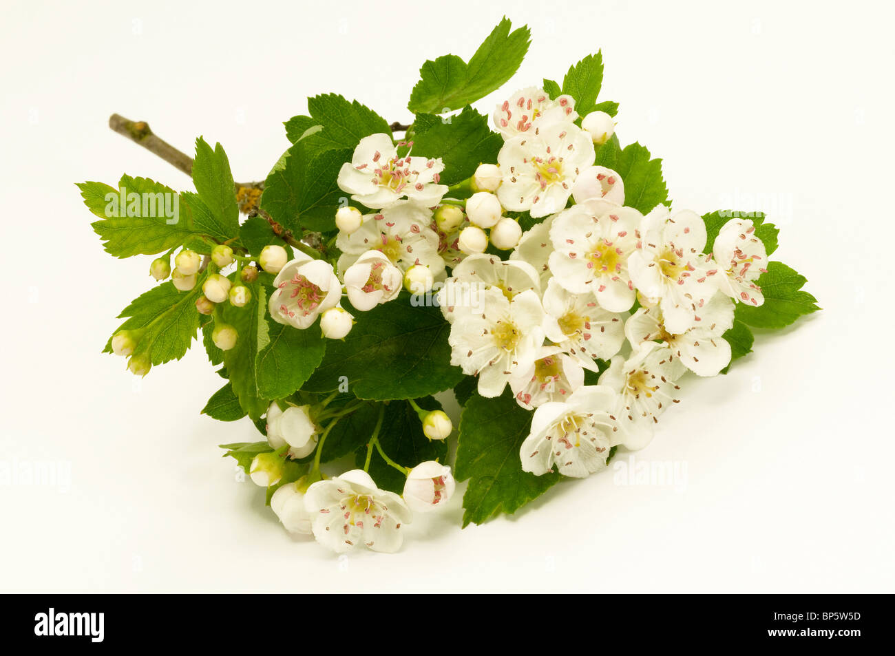Hawthorn flower cut out hi-res stock photography and images - Alamy