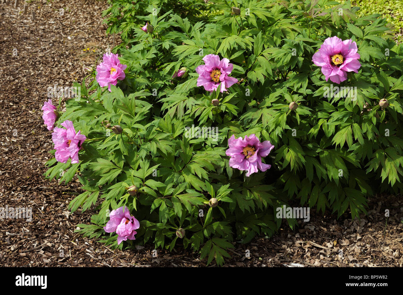 Tree Peony (Paeonia lutea hybrid Leda), flowering Stock Photo - Alamy