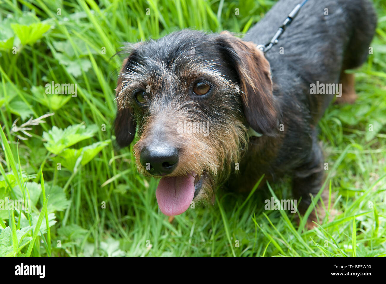 Wire-haired dachshund or other name "badger dog Stock Photo - Alamy