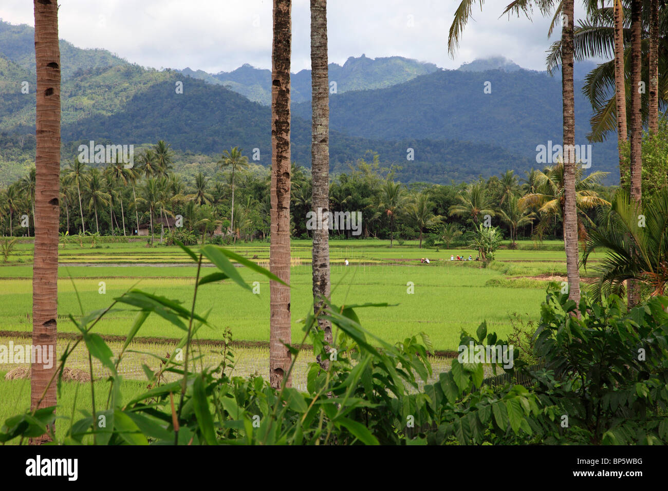 Landscape java hi-res stock photography and images - Alamy