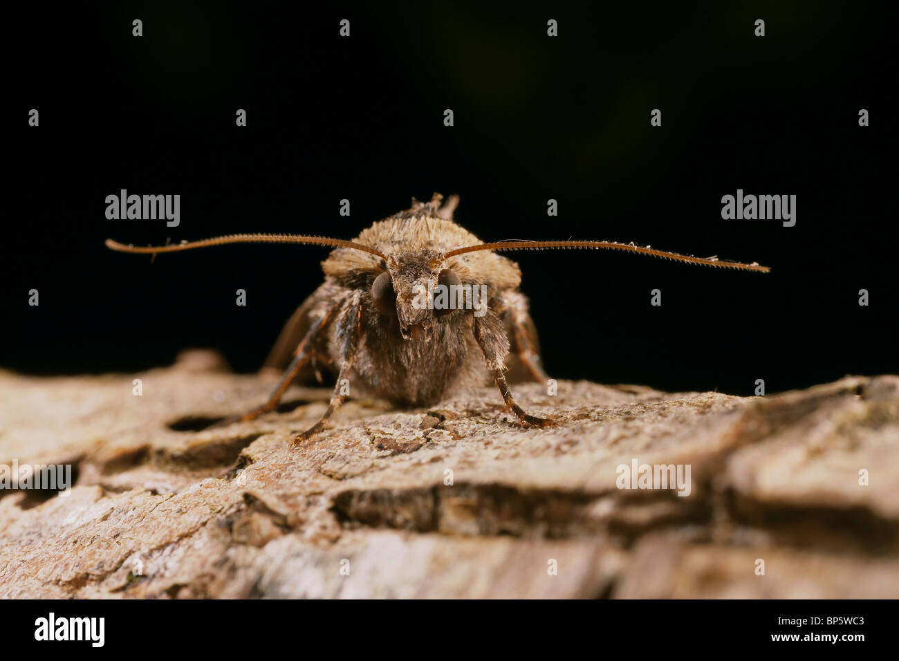 Setaceous Hebrew Character, Xestia c nigrum moth Stock Photo - Alamy