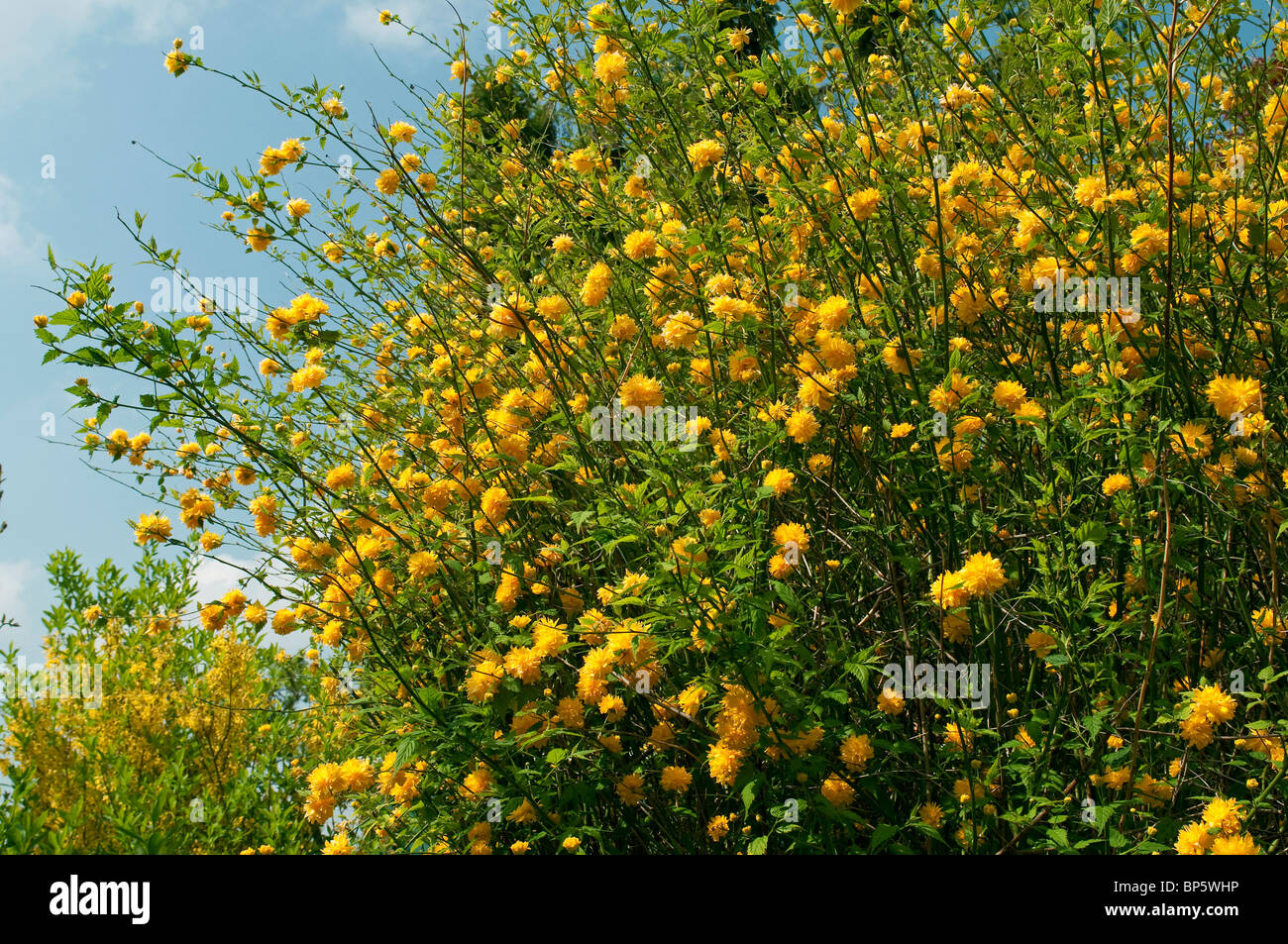 Kerria (Kerria japonica Pleniflora), flowering bush Stock Photo - Alamy