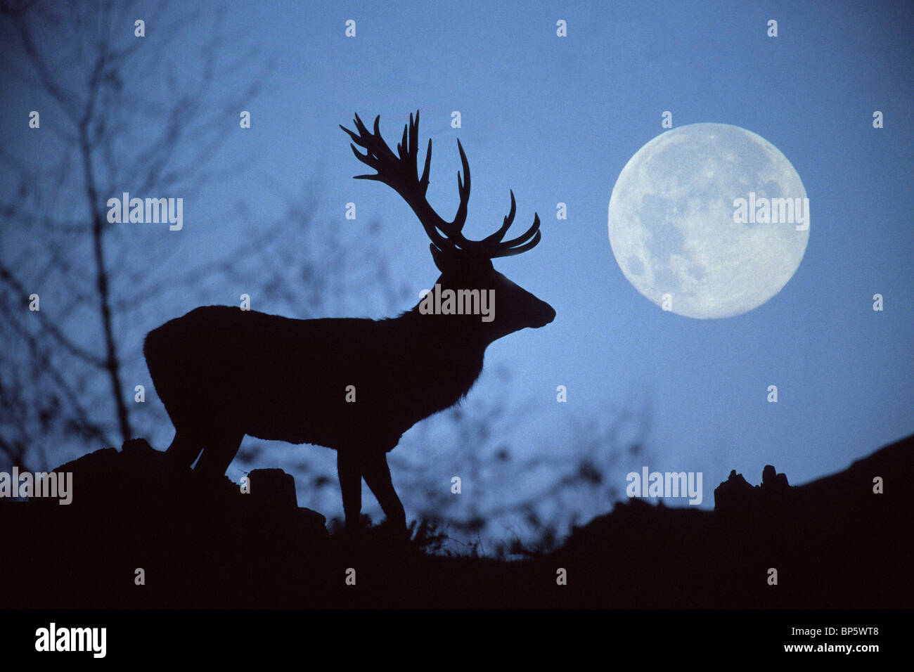 Night vision deer hi-res stock photography and images - Alamy