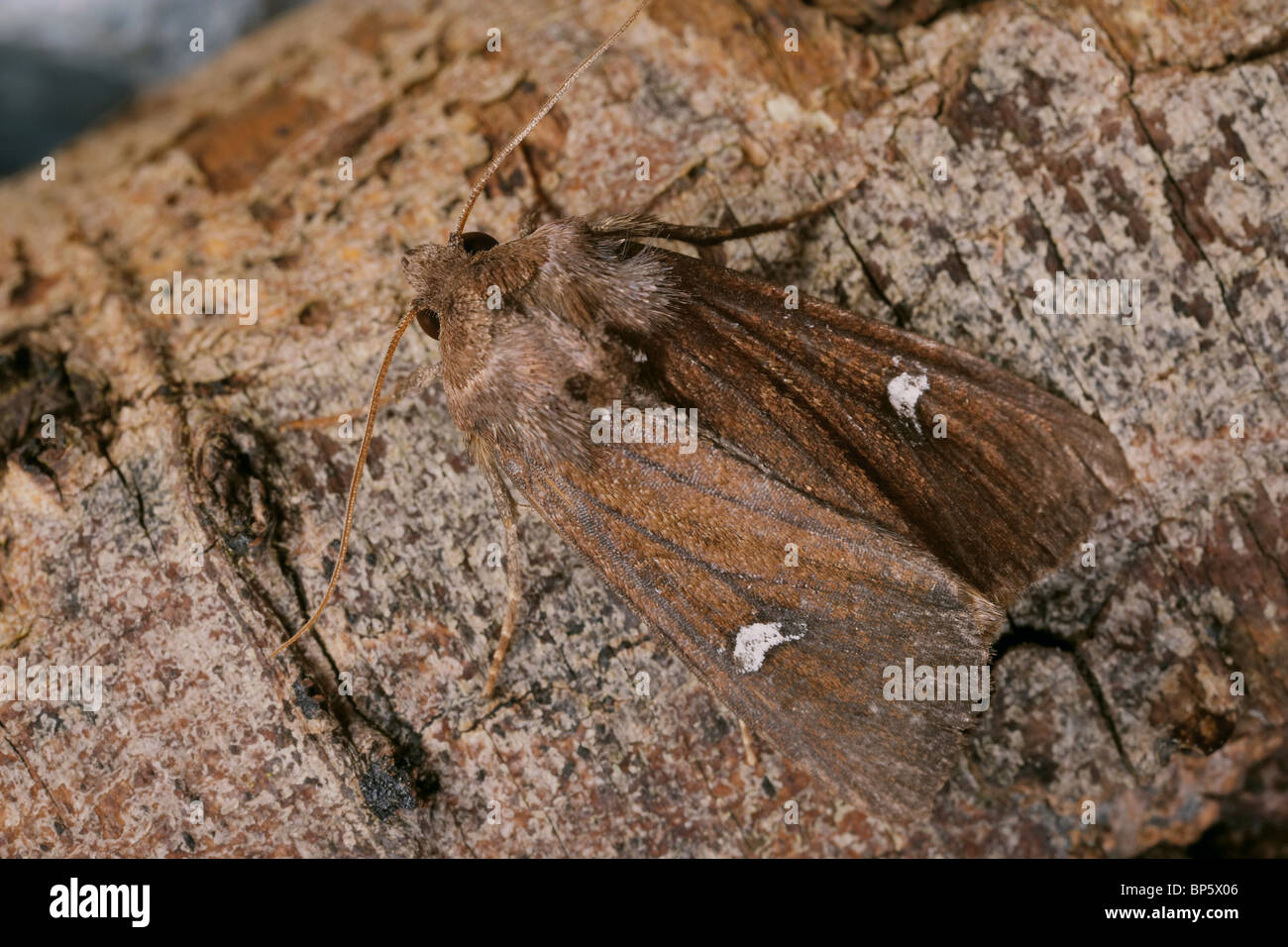 The Crescent, Celaena leucostigma moth Stock Photo - Alamy