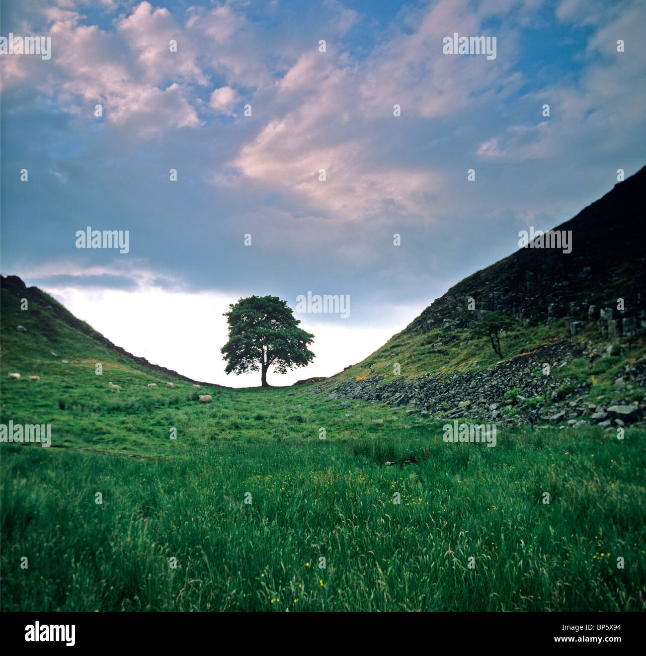 An iconic single tree in Hadrian's Wall in Northumberland Stock Photo ...