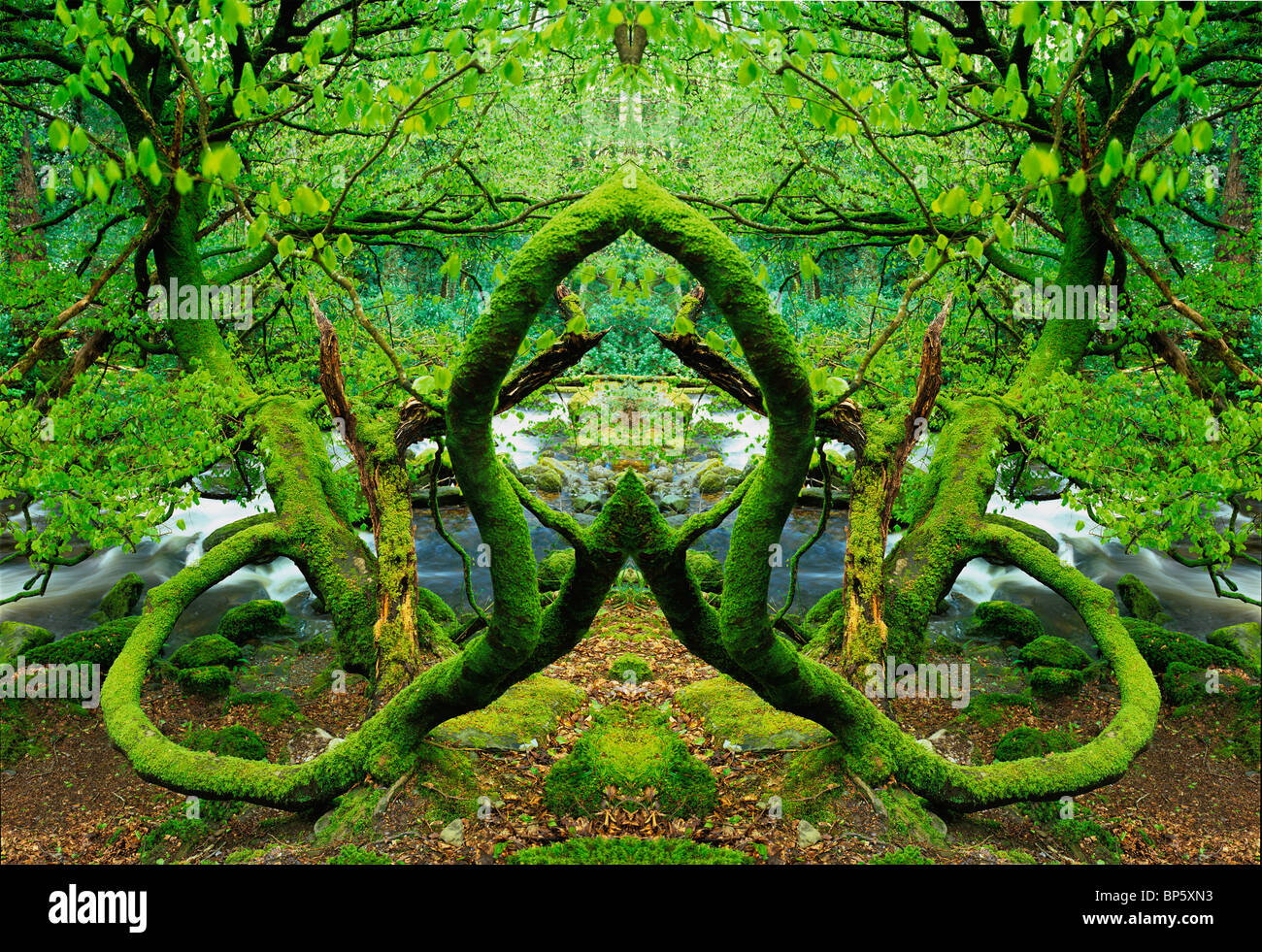 Wonderful tree shapes in the green and moss covered Killarney National ...
