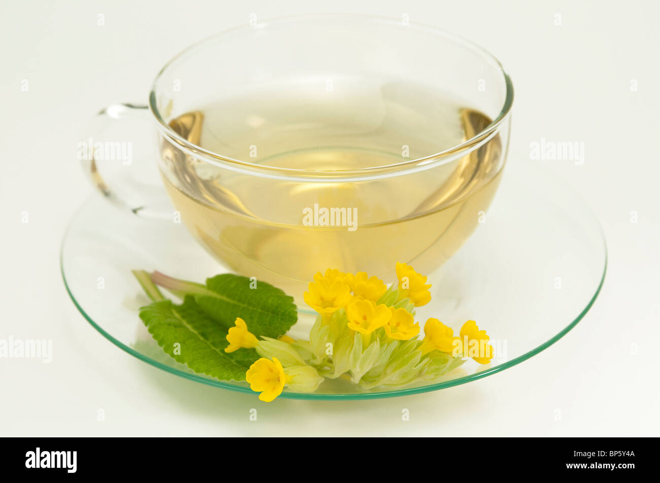 Cowslip (Primula veris, Primula officinalis). A cup of tea with flowers ...
