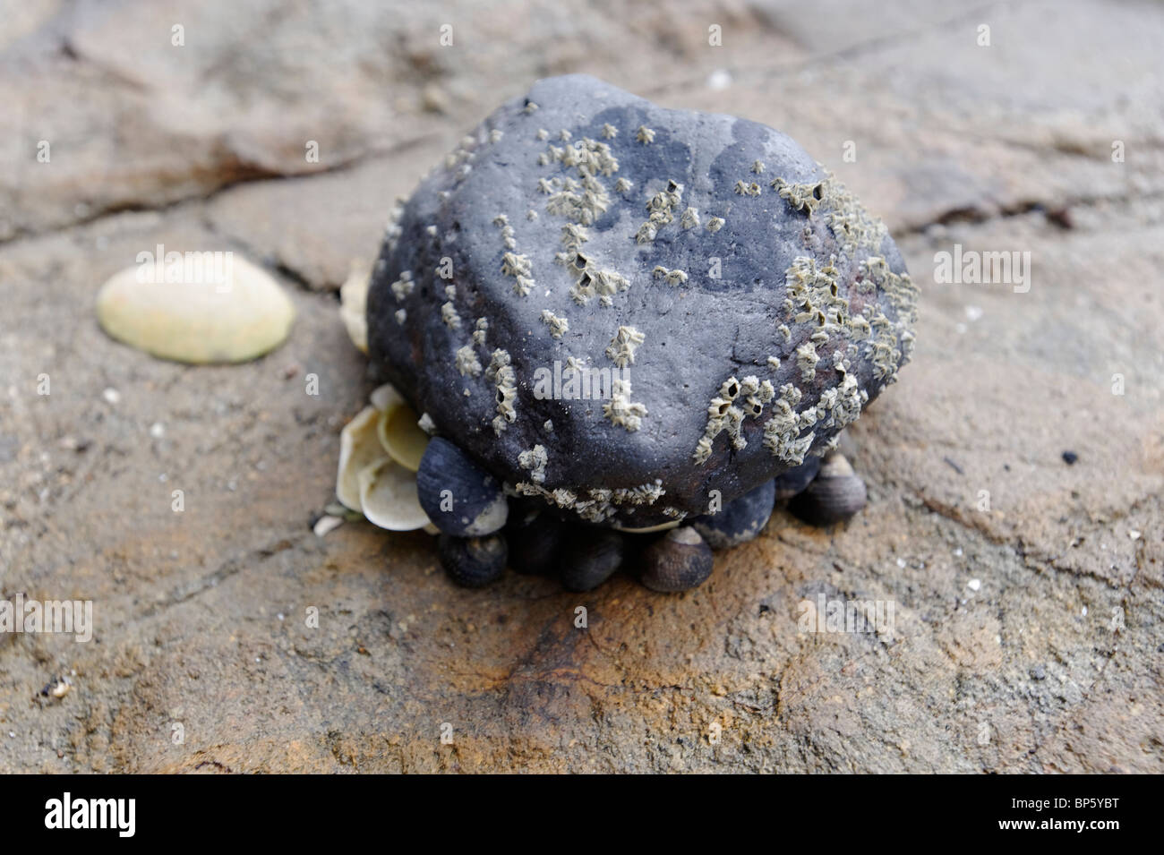 Shells on Shelly Beach, New Zealand Stock Photo - Alamy