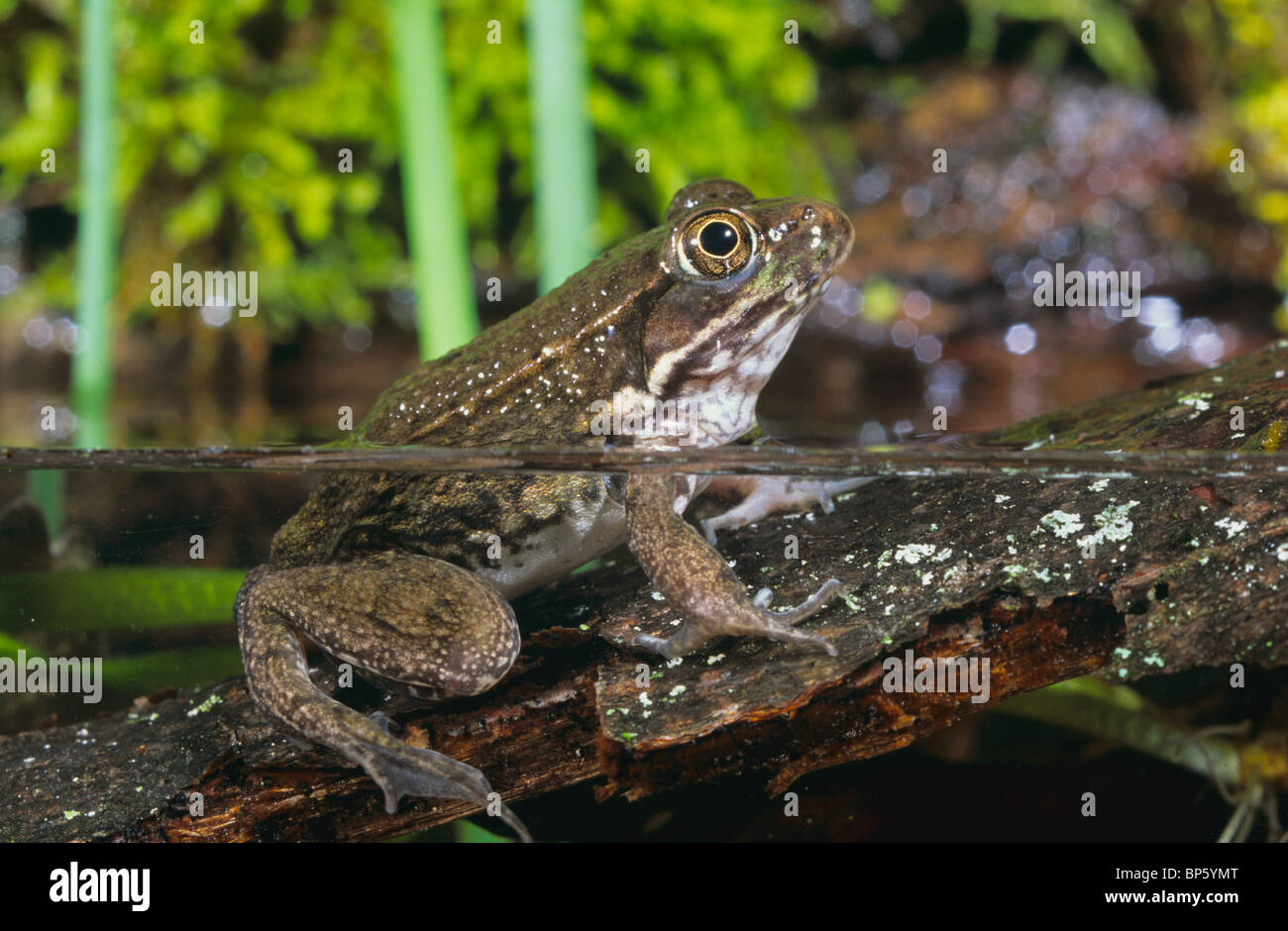 Fully developed Green Frog adult Rana clamitans parttially submerged in ...