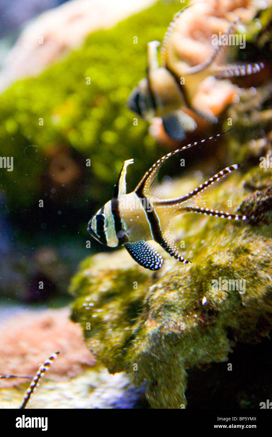 Juvenile lion fish hi-res stock photography and images - Alamy