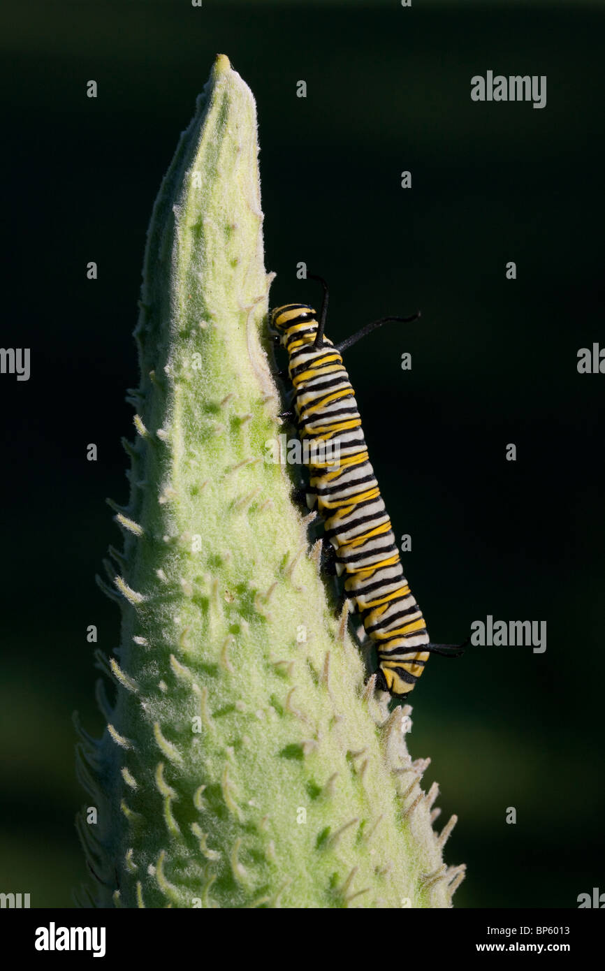 Butterfly caterpillar exoskeleton hi-res stock photography and images ...