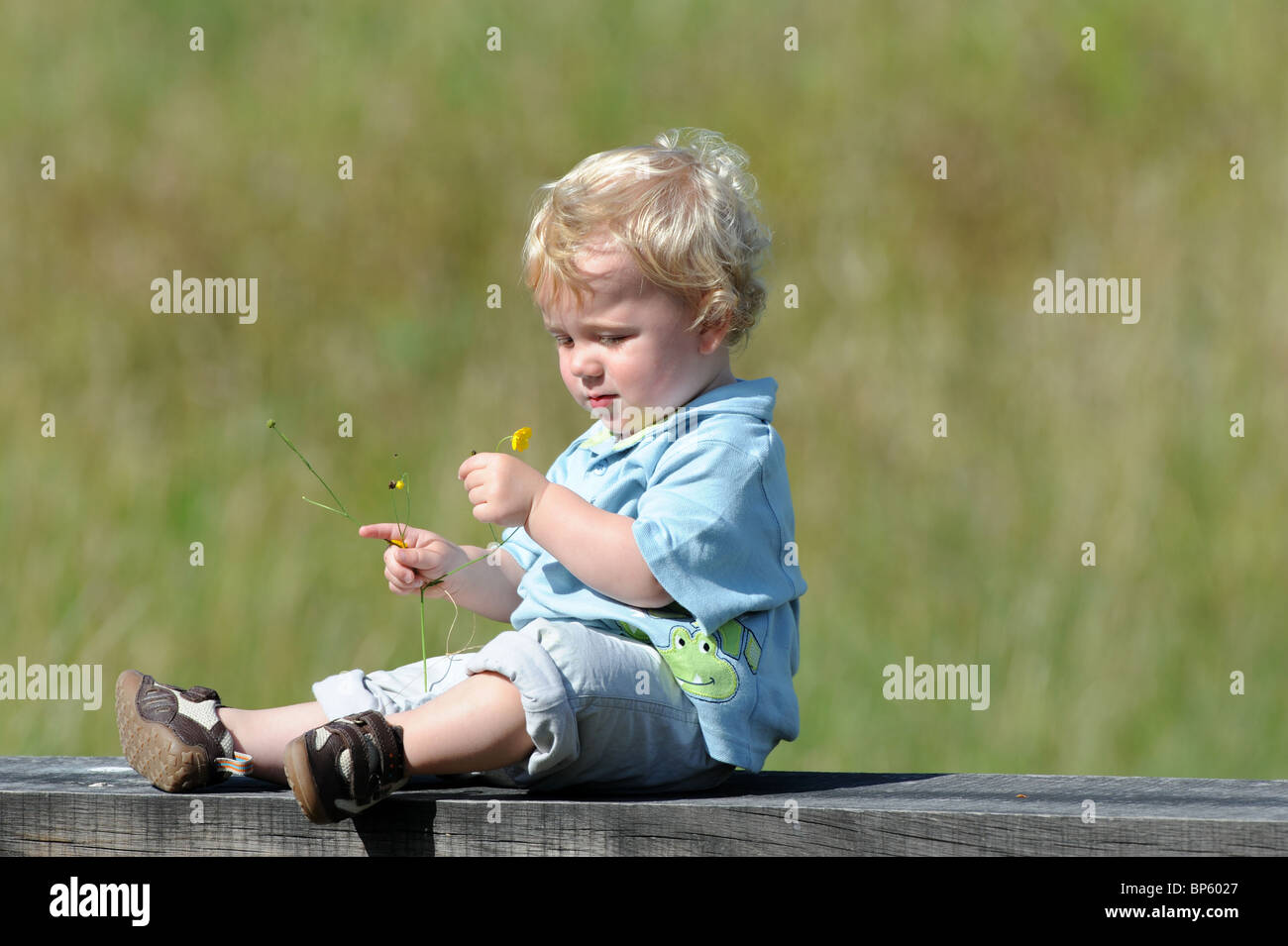 Baby buttercup hi-res stock photography and images - Alamy