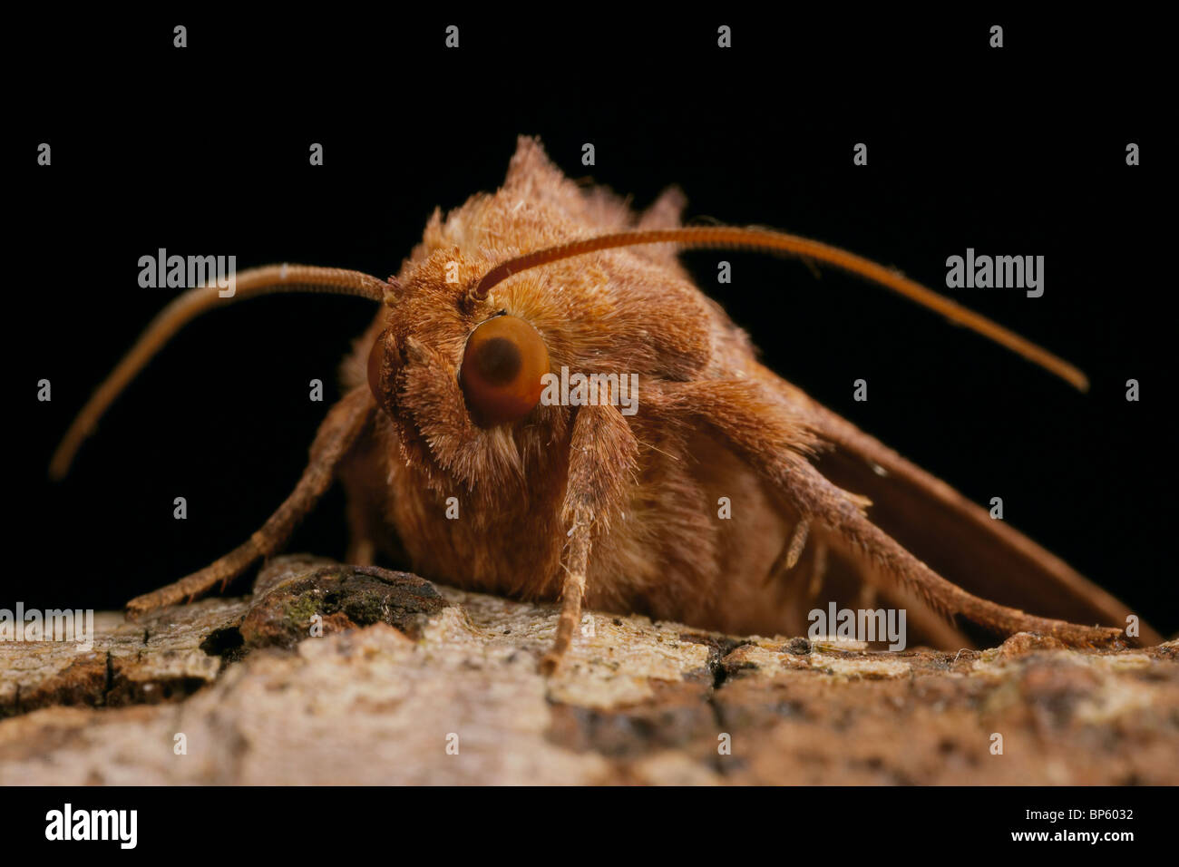 Ear moth hi-res stock photography and images - Alamy