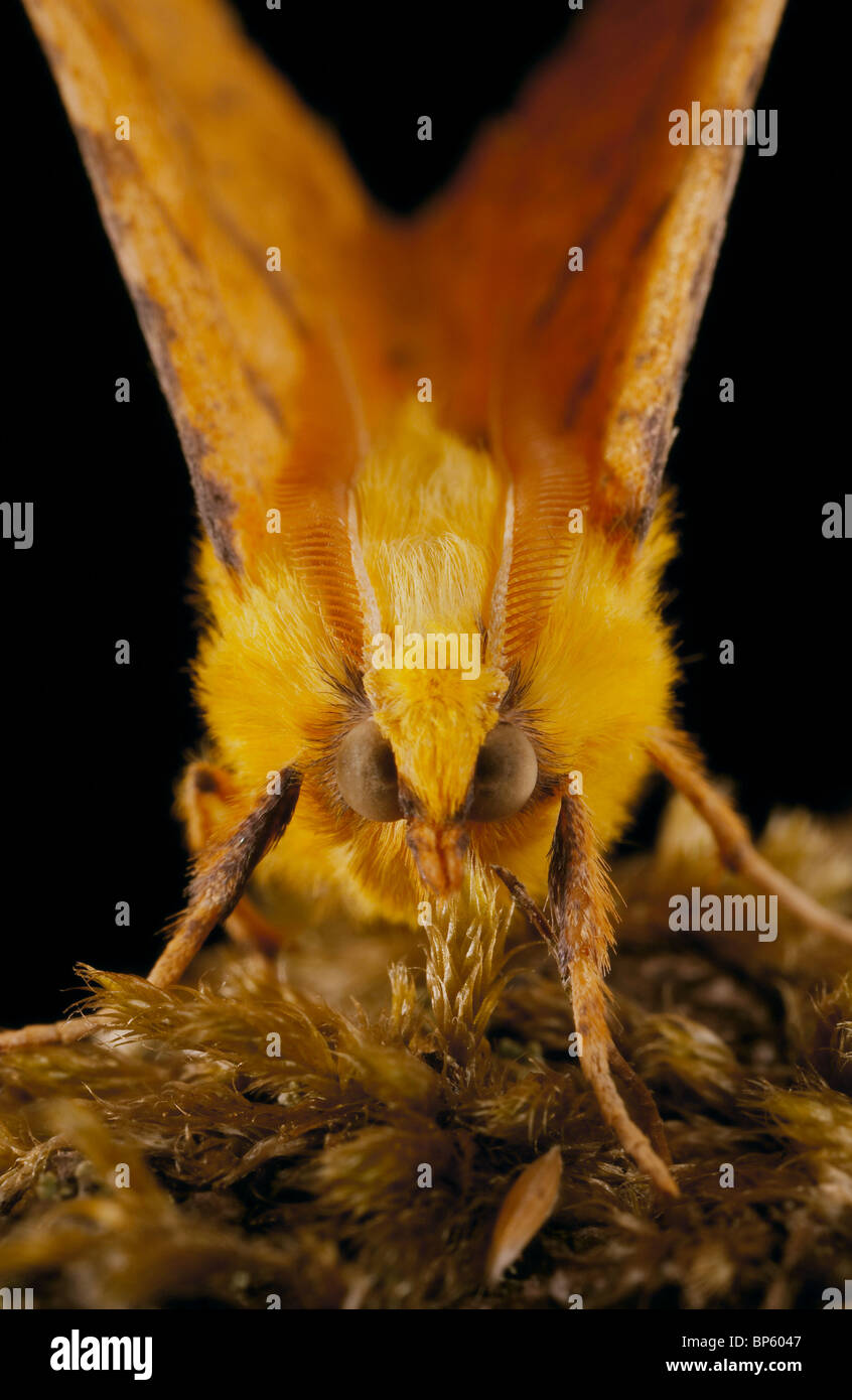 Canary Shouldered Thorn, Ennomos alniaria moth, Crowle Moor nature ...