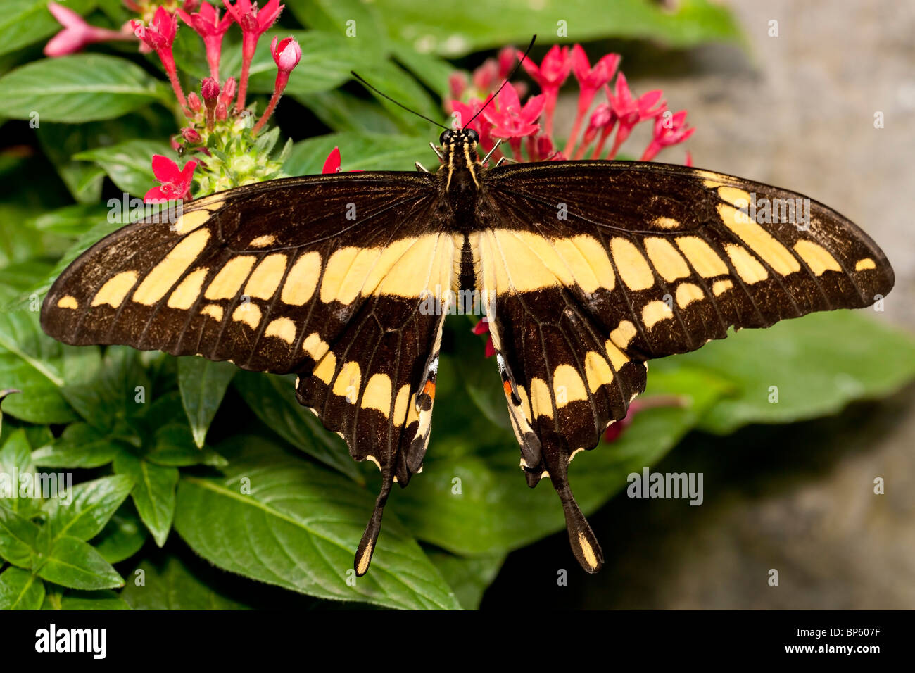 King swallowtail butterfly hi-res stock photography and images - Alamy