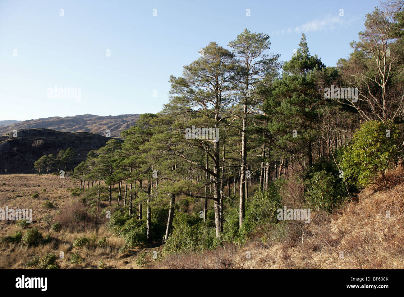 Scots pine trees scotland hi-res stock photography and images - Alamy